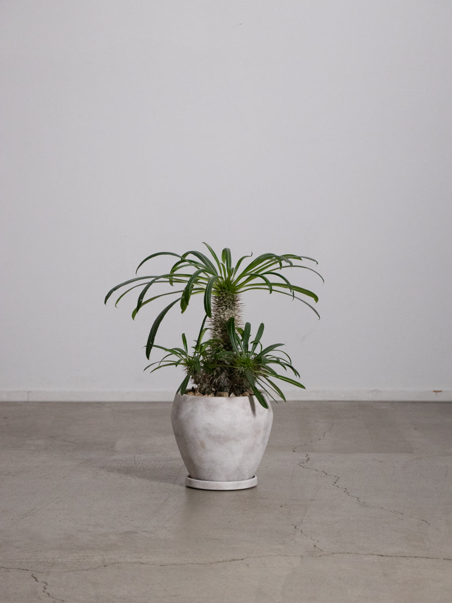 パキポディウム ラメリー